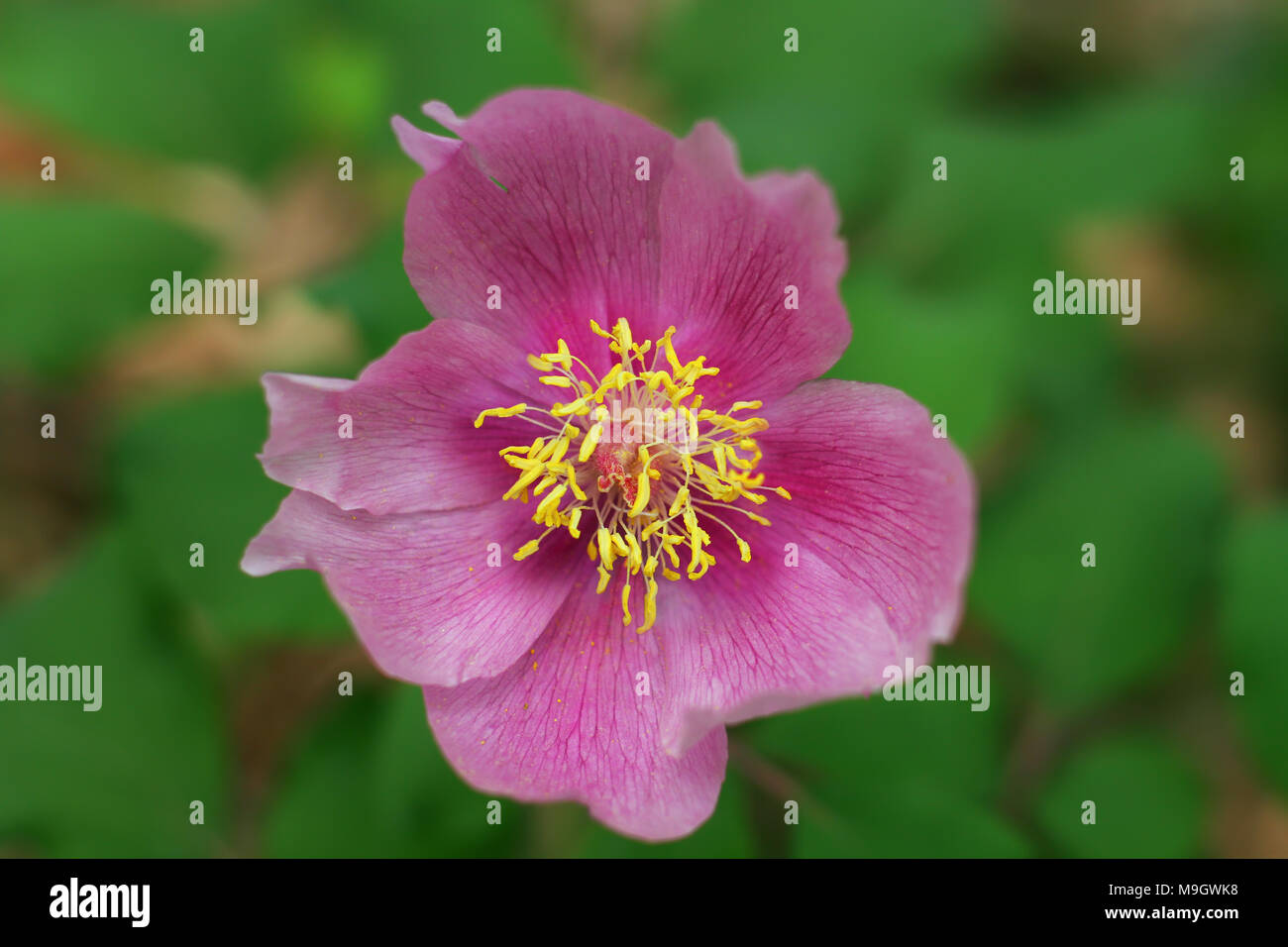 Wild peony hi-res stock photography and images - Alamy