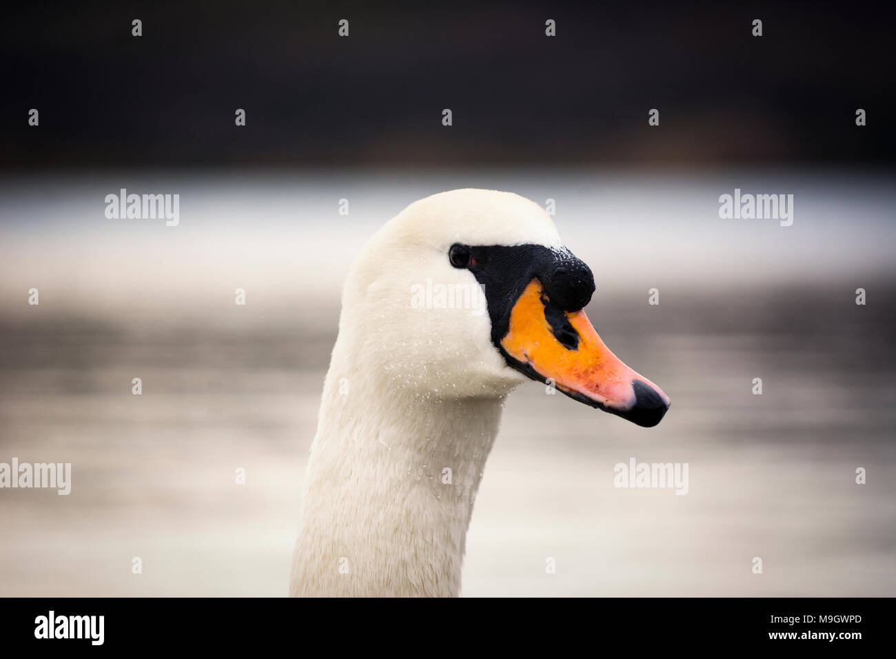 Closeup profile of Swan, head Stock Photo - Alamy