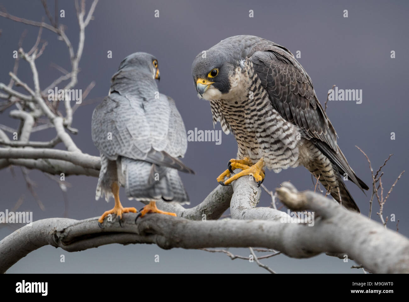 Peregrine falcon male and female hi-res stock photography and images ...