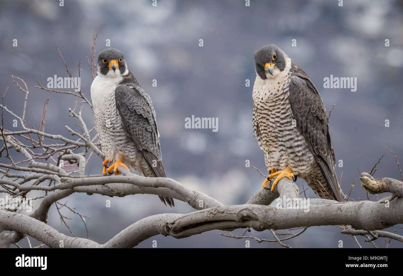 Peregrine falcon male and female hi-res stock photography and images ... Peregrine falcon male and female hi-res stock photography and images ...