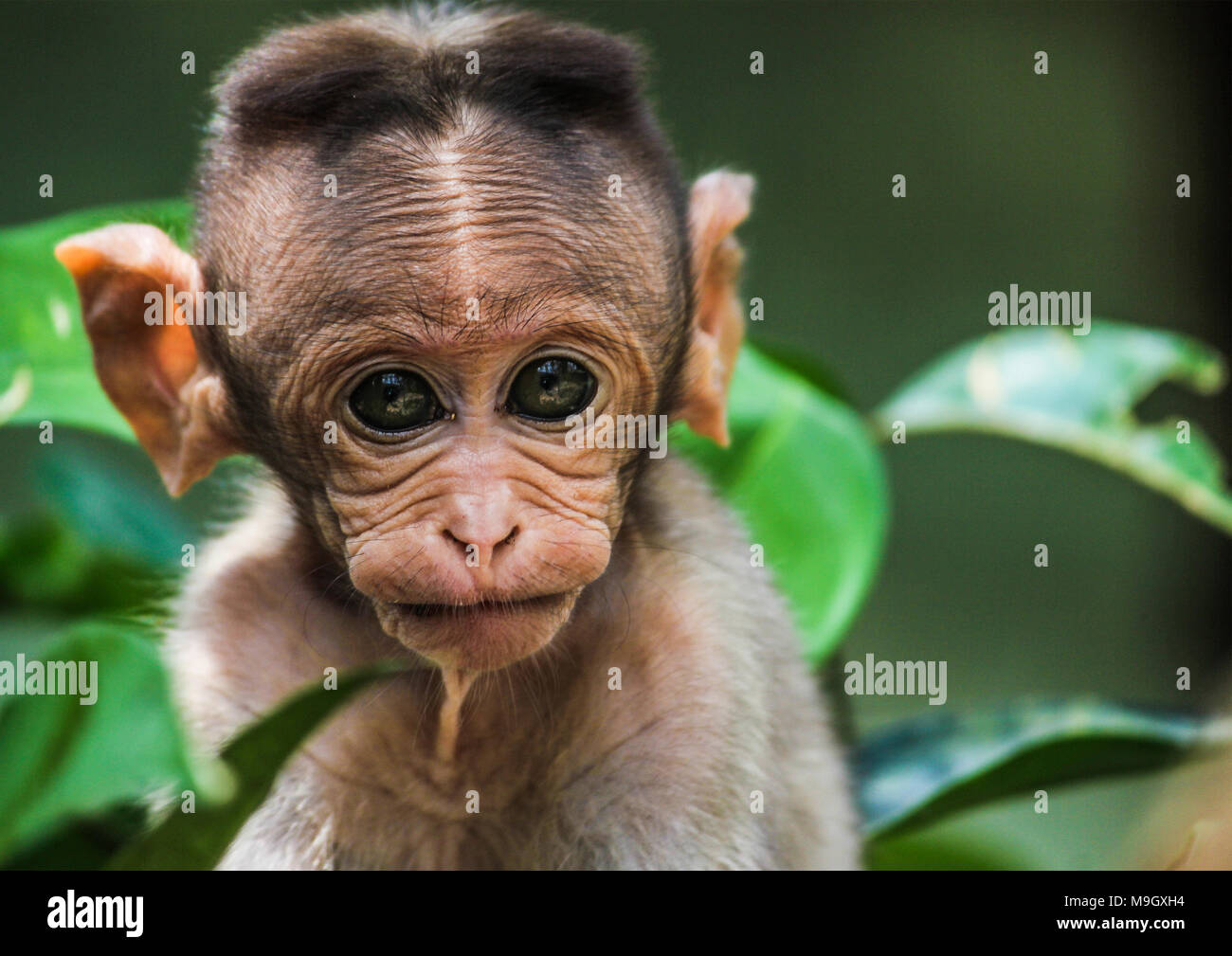 little monkey watching you Stock Photo - Alamy