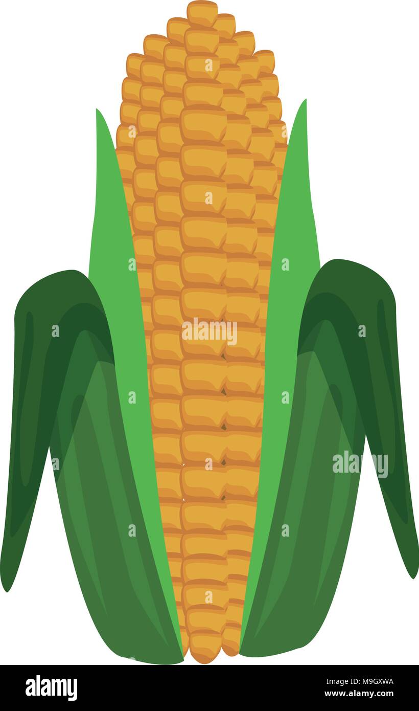 Corn vegetable food vector illustration graphic design Stock Vector ...