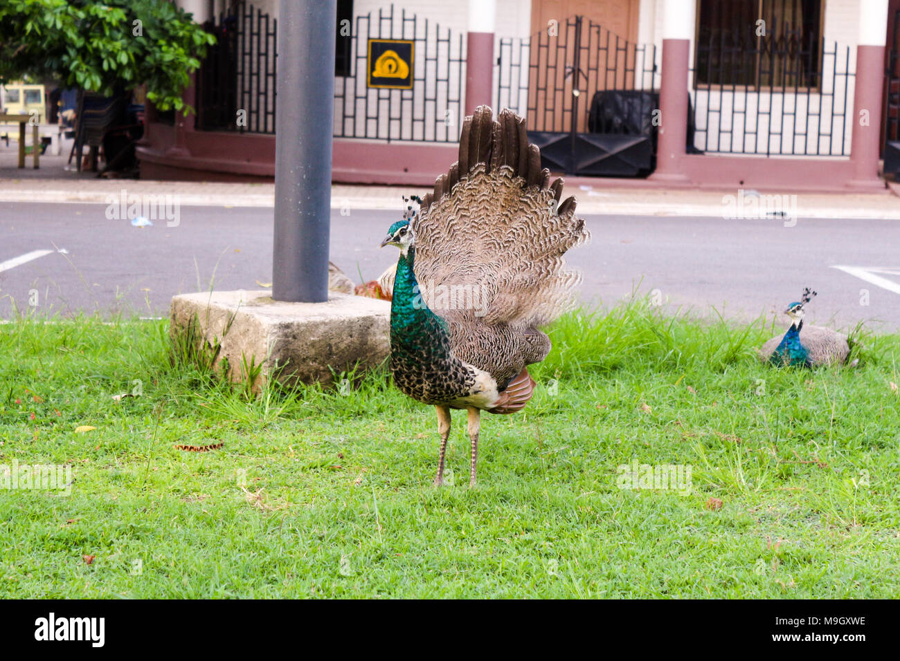 Young are fully fledged hi-res stock photography and images - Alamy