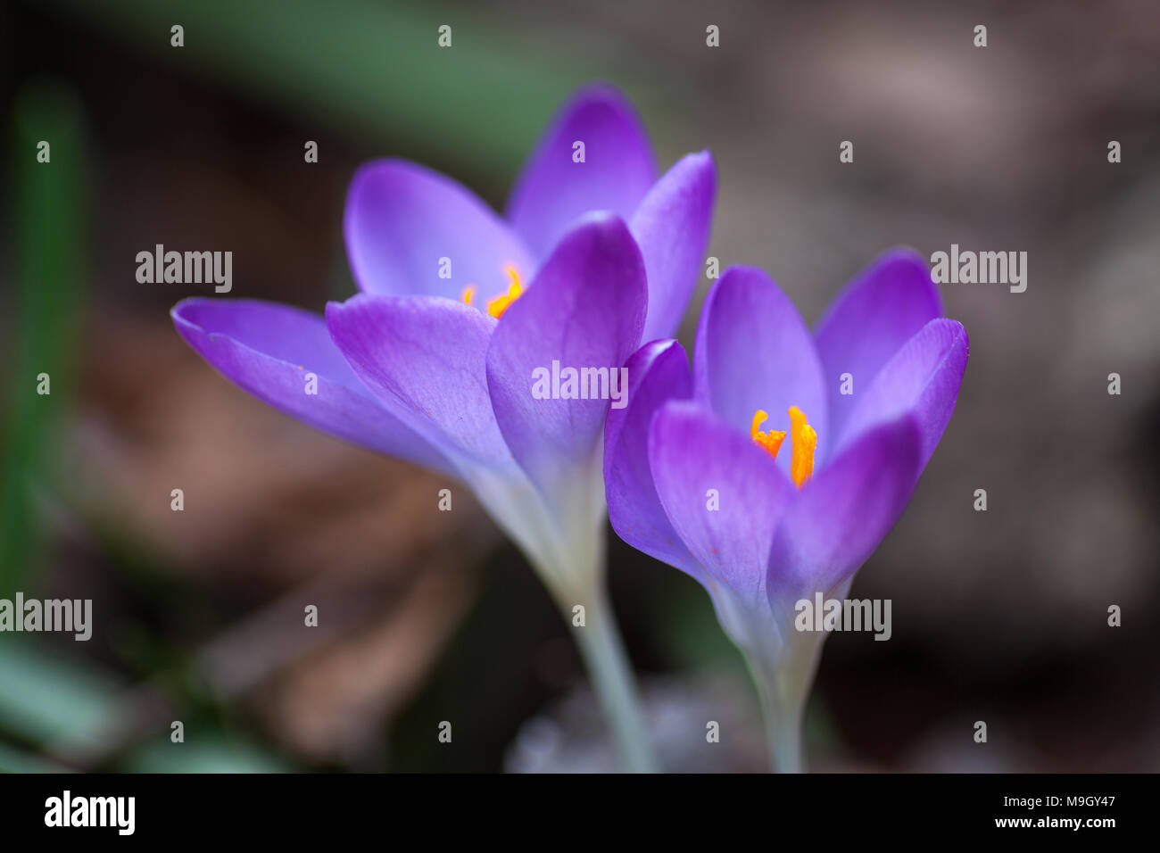 Laga two hi-res stock photography and images - Alamy