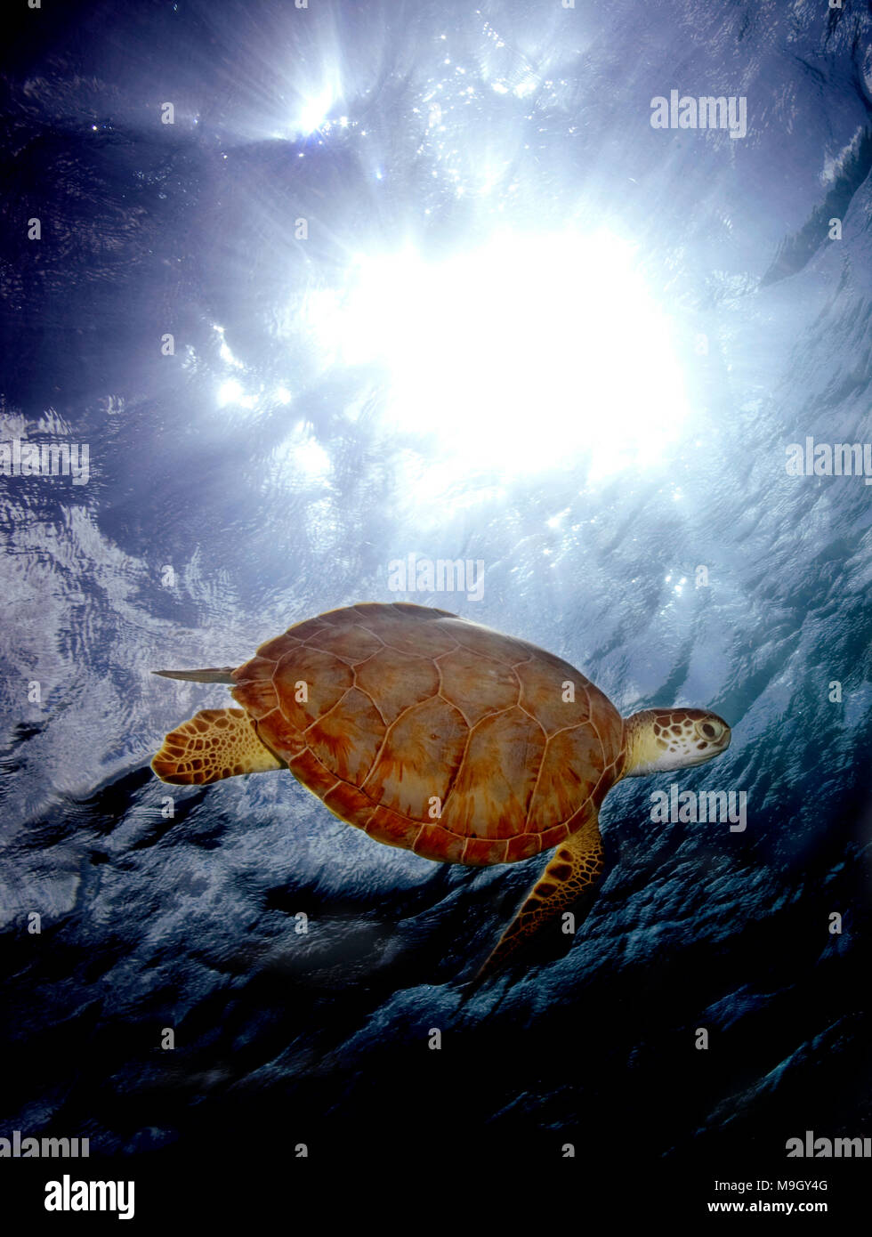 A sea turtle swims beneath the afternoon sun in the clear waters of the ...