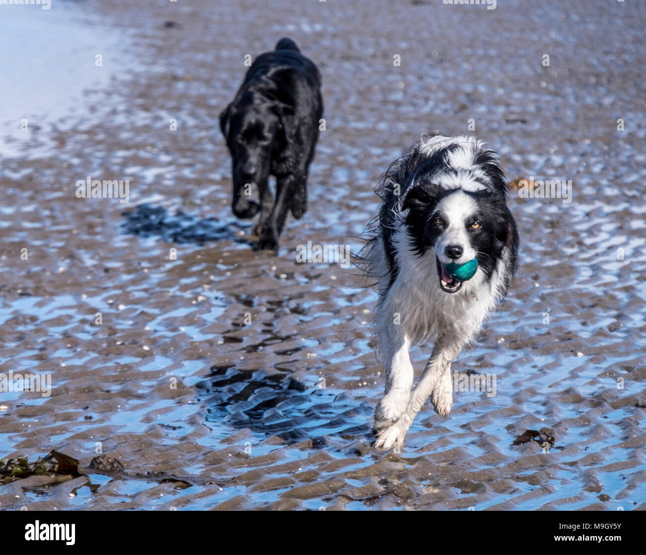 Wet dogs at the beach Stock Photo - Alamy