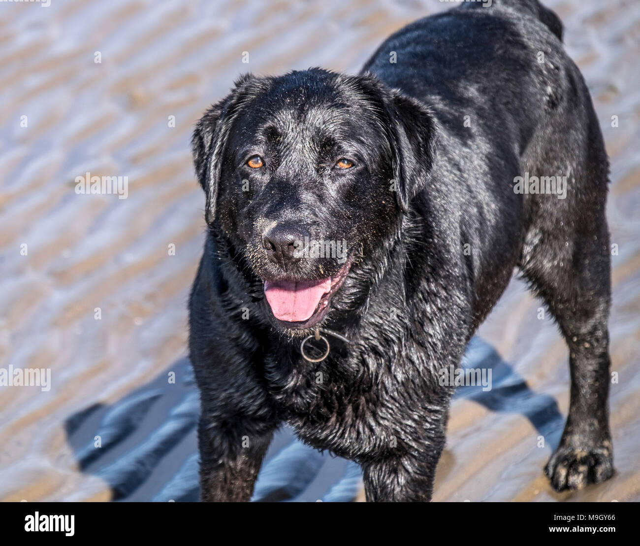 Wet dogs at the beach Stock Photo - Alamy