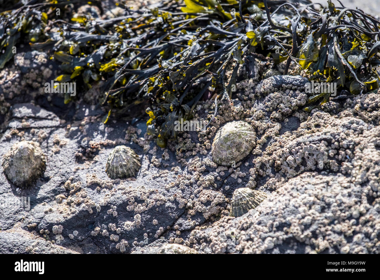 seaweed and rock pools on Scottish Beach Stock Photo - Alamy