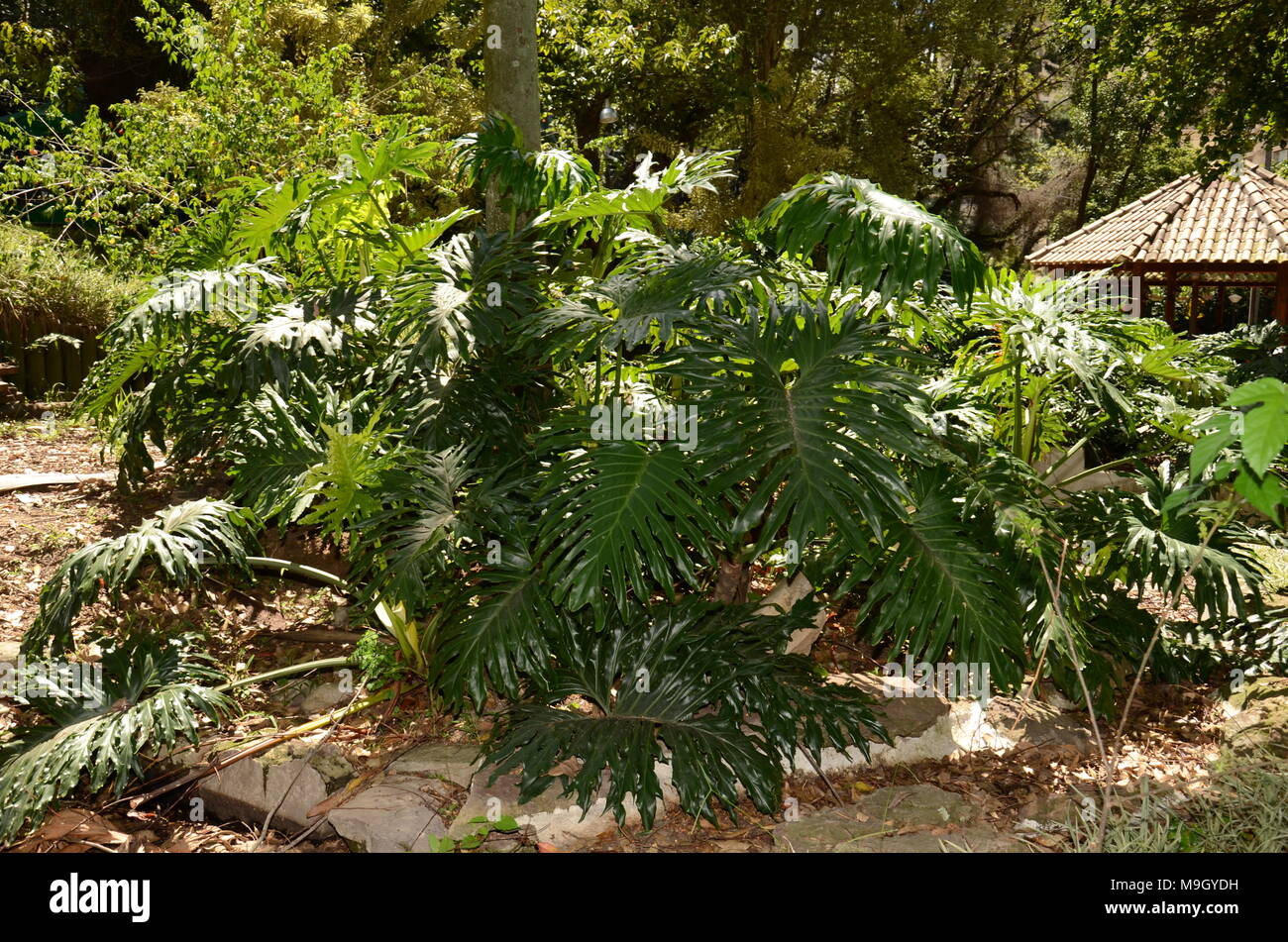 Big bush hi-res stock photography and images - Alamy