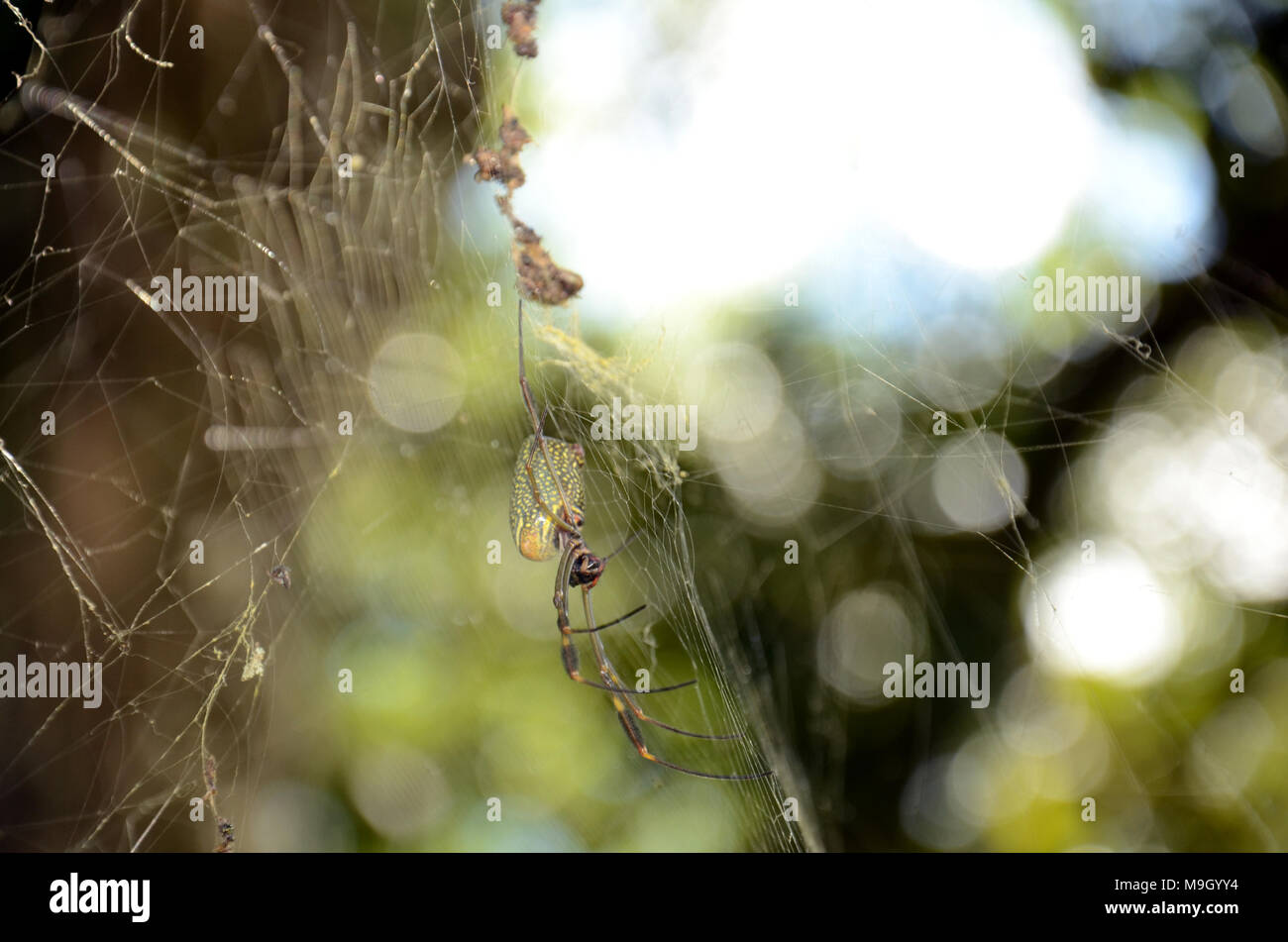 spider on the web Stock Photo - Alamy