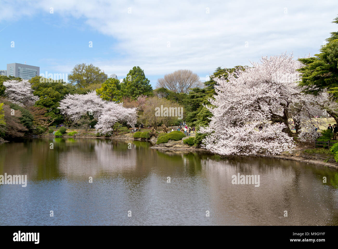 Spring in Tokyo: Cherry Tree blomming Stock Photo - Alamy