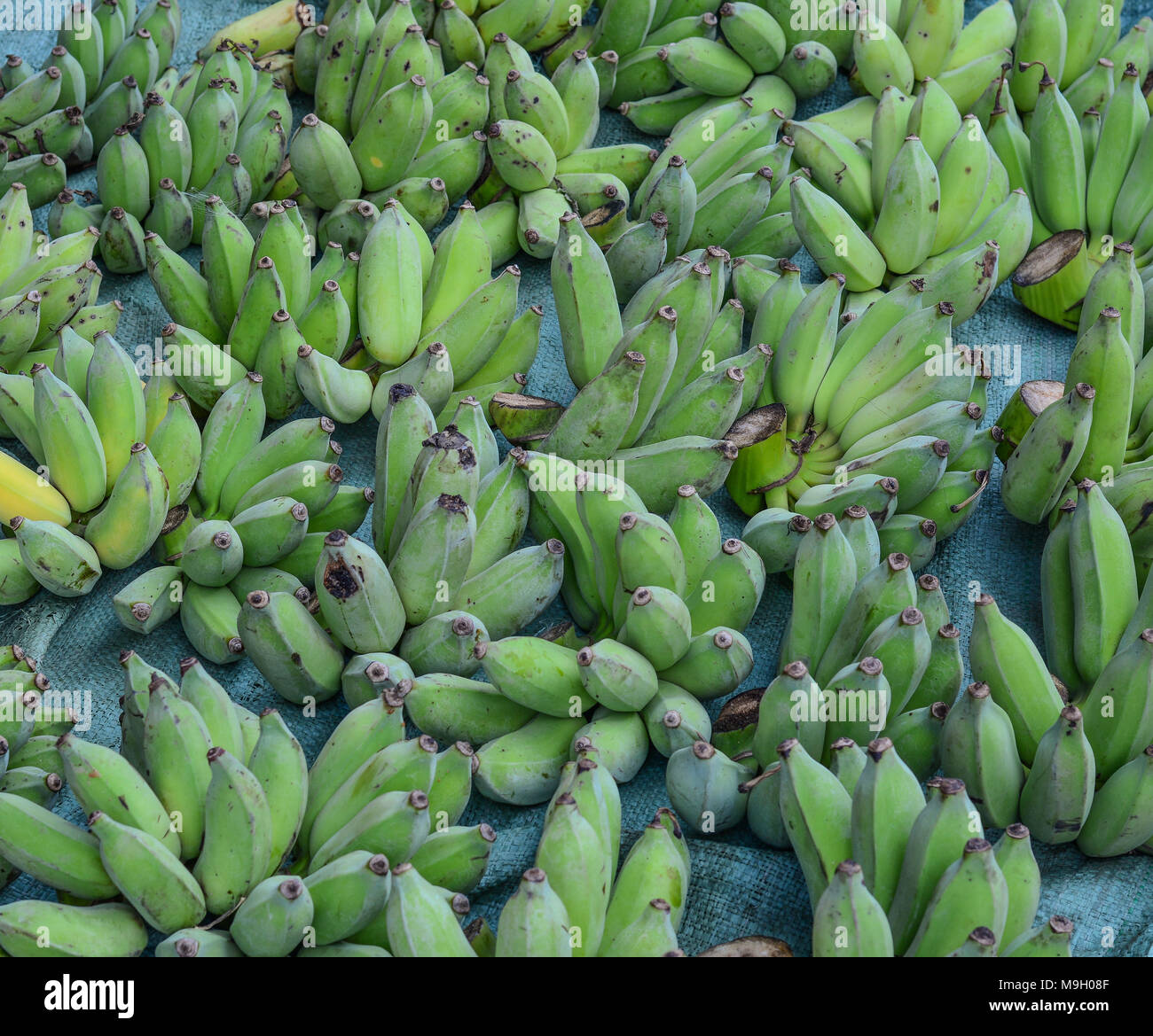 Green banana for sale at rural market in Mekong Delta, Vietnam Stock ...