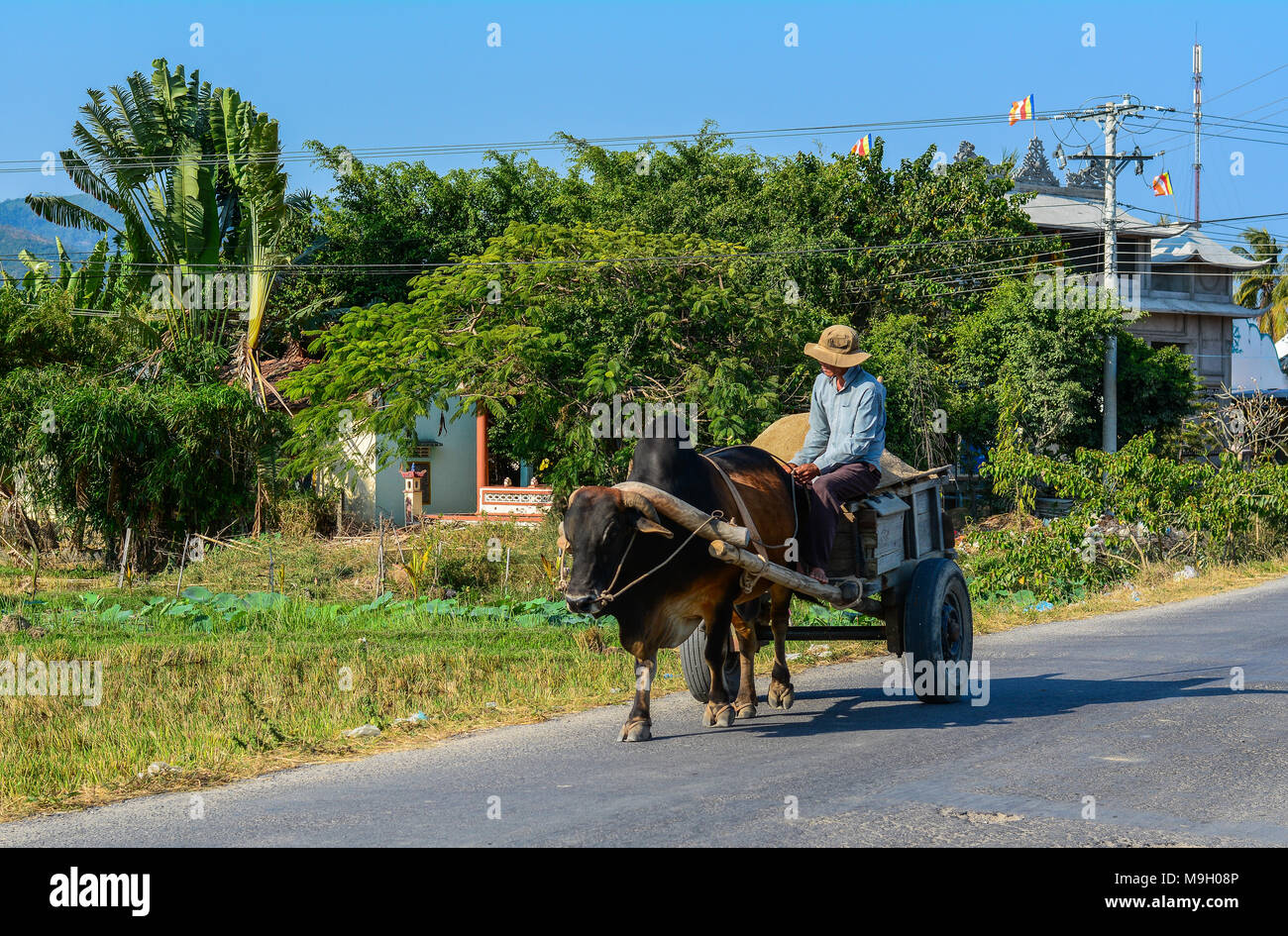Man riding ox cart hi-res stock photography and images - Alamy