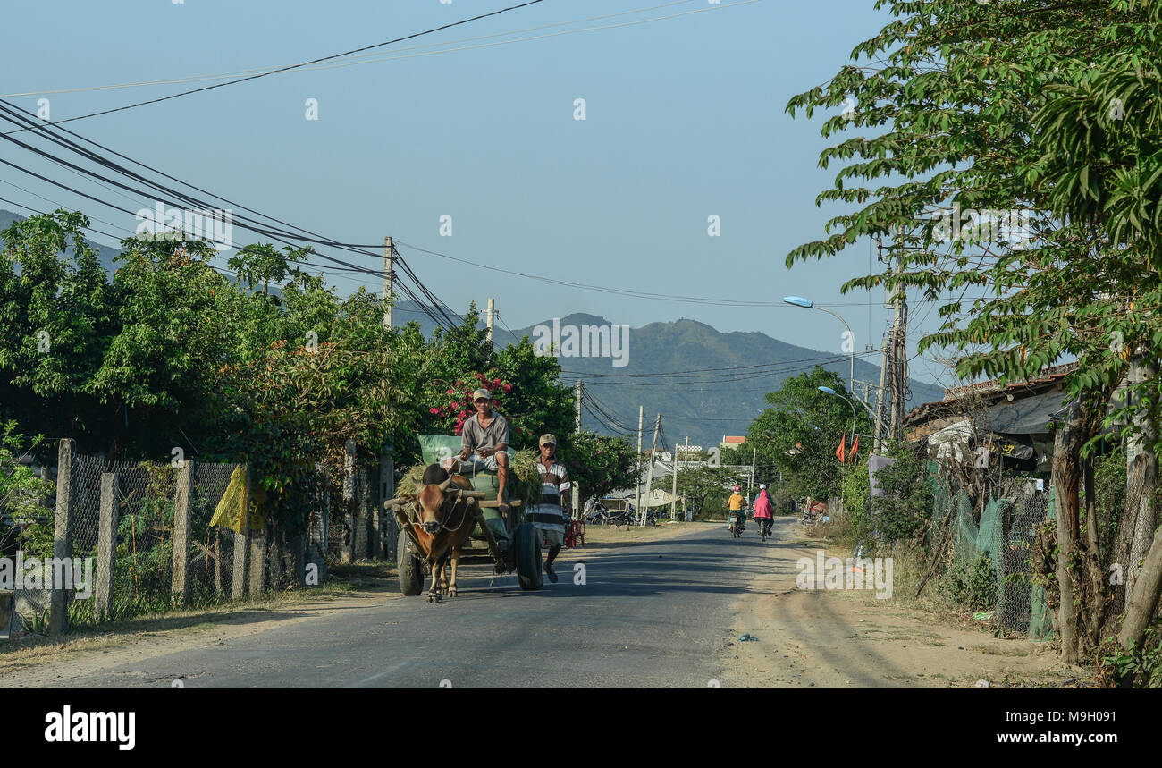 Man riding ox cart hi-res stock photography and images - Alamy
