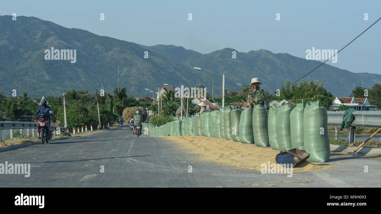 Phu Yen, Vietnam - Mar 21, 2016. People drying rice on rural road in ...