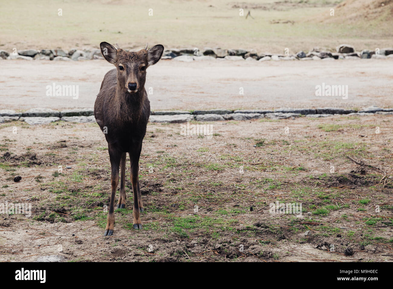 Nara in winter hi-res stock photography and images - Alamy
