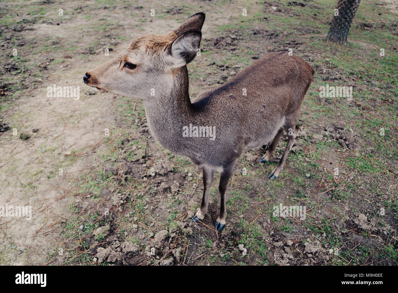 Nara in winter hi-res stock photography and images - Alamy