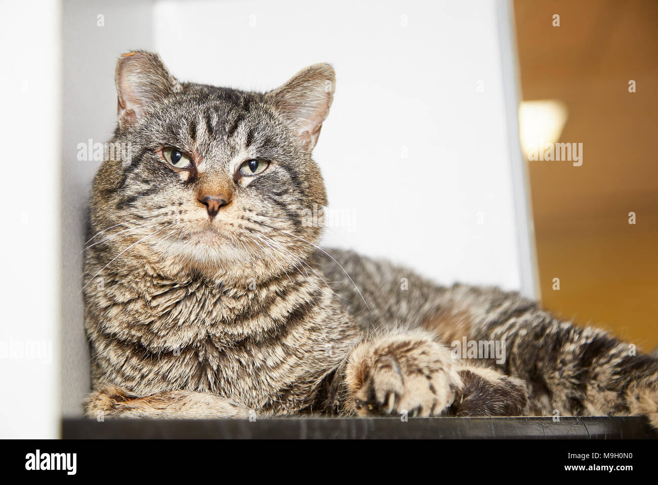 Domestic tabby cat relaxing in hi-res stock photography and images - Alamy