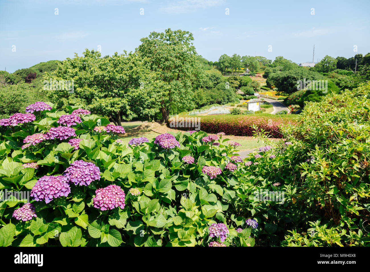 blooming hydrangea flower and park scenery in Fukuoka, Japan Stock ...