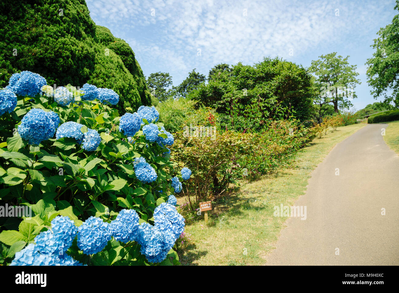 blooming hydrangea flower and park scenery in Fukuoka, Japan Stock ...