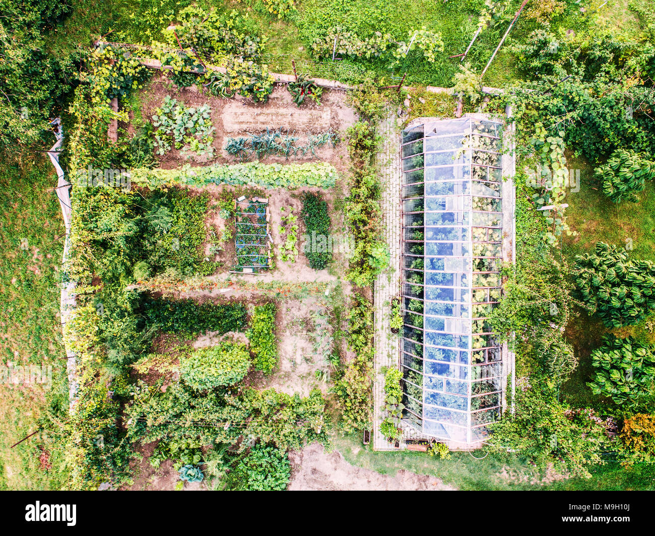 Gardening on an allotment. An aerial view of a greenhouse and plants ...
