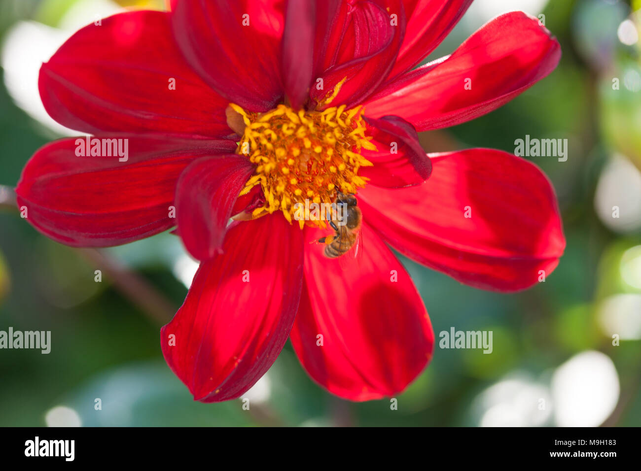 Red dahlia, Scharlakansdahlia (Dahlia coccinea Stock Photo - Alamy