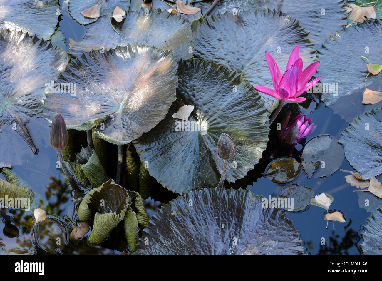 Blooming pink lily in the pond Stock Photo - Alamy
