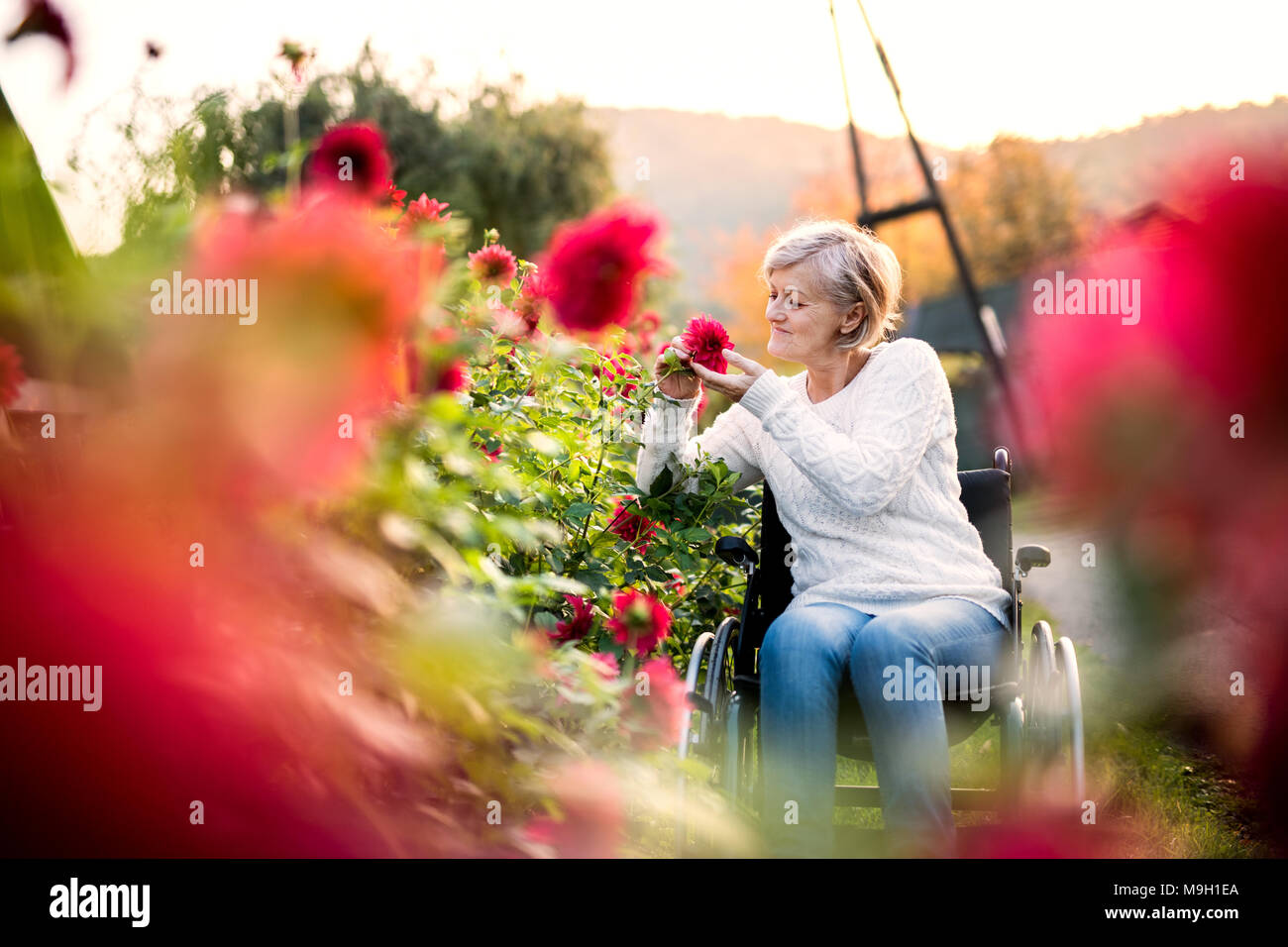 Senior woman on a walk. A disabled woman looking at flowers Stock Photo ...