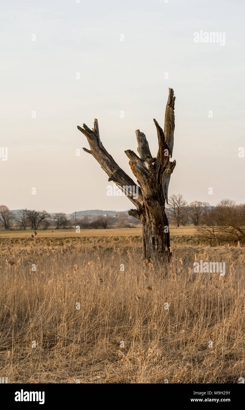 Dead Tree in Landscape at Spring Stock Photo - Alamy