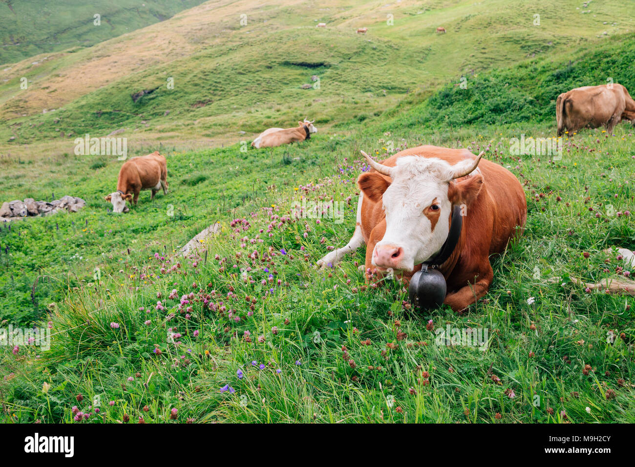 Cows in Swiss Alps mountain Grindelwald First Stock Photo - Alamy
