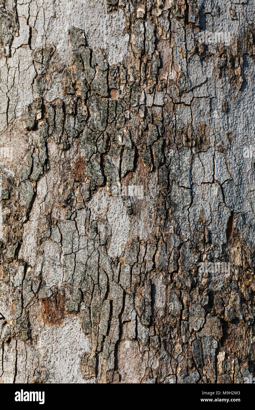 Patterns of old bark Stock Photo - Alamy