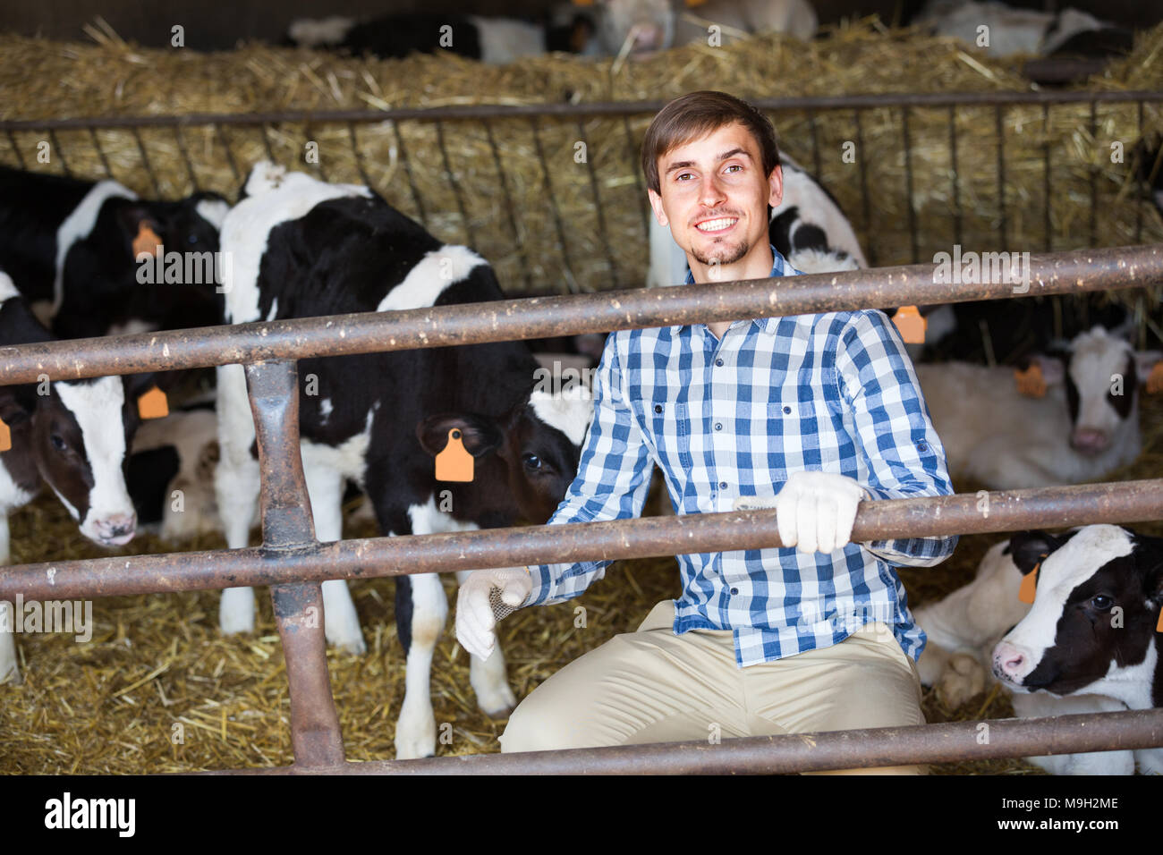 Cheerful smiling man happily stroking cows on the farm Stock Photo - Alamy
