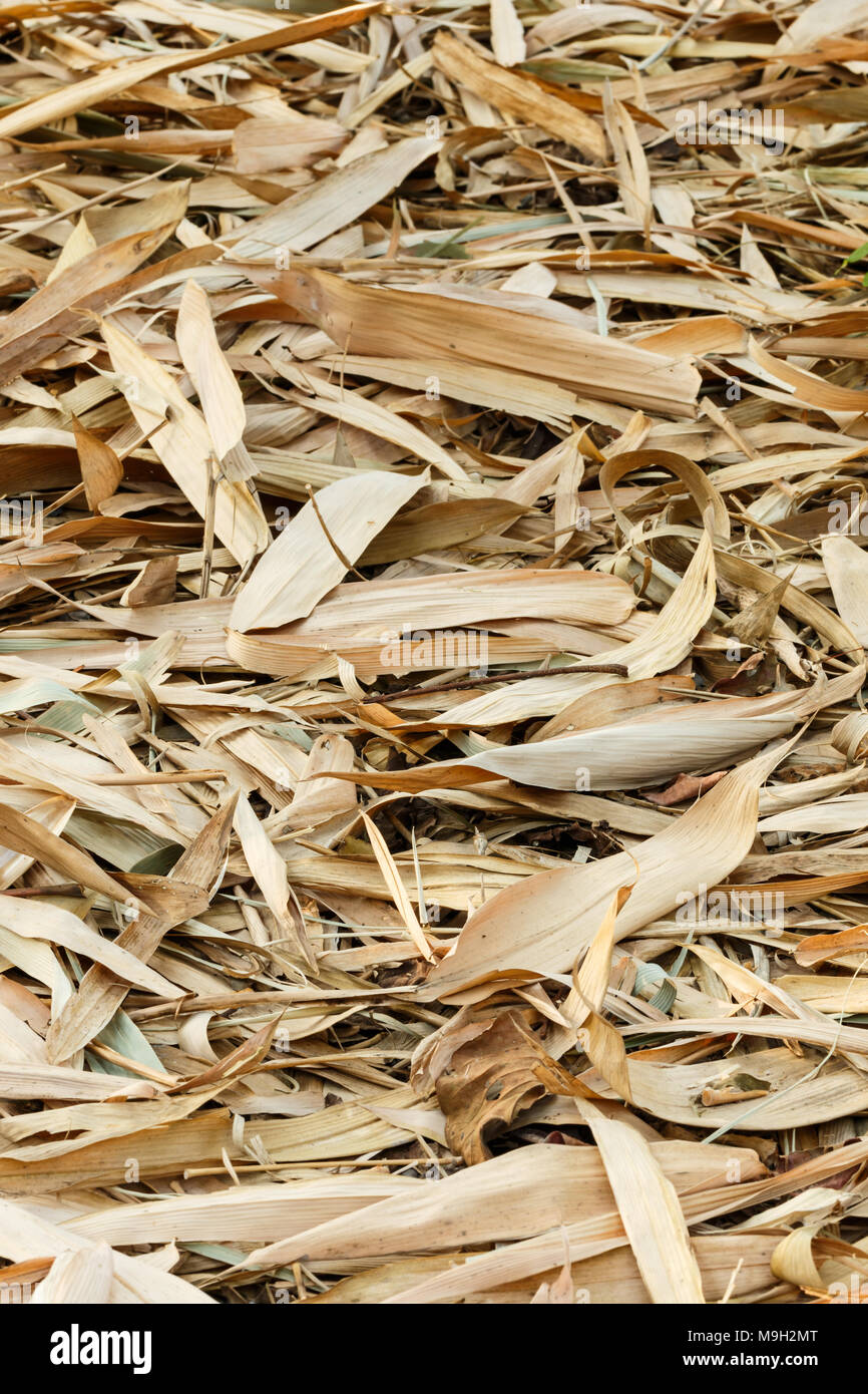 Dried bamboo leaves on the ground Stock Photo - Alamy