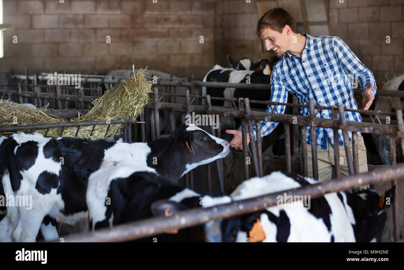 young cheerful male farmer clapping cows in cattle hangar Stock Photo ...
