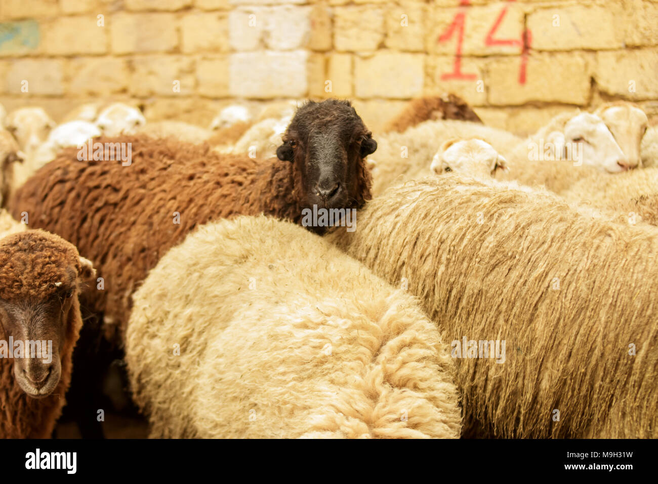 Livestock farm, flock of sheep. Indoor shot Stock Photo - Alamy