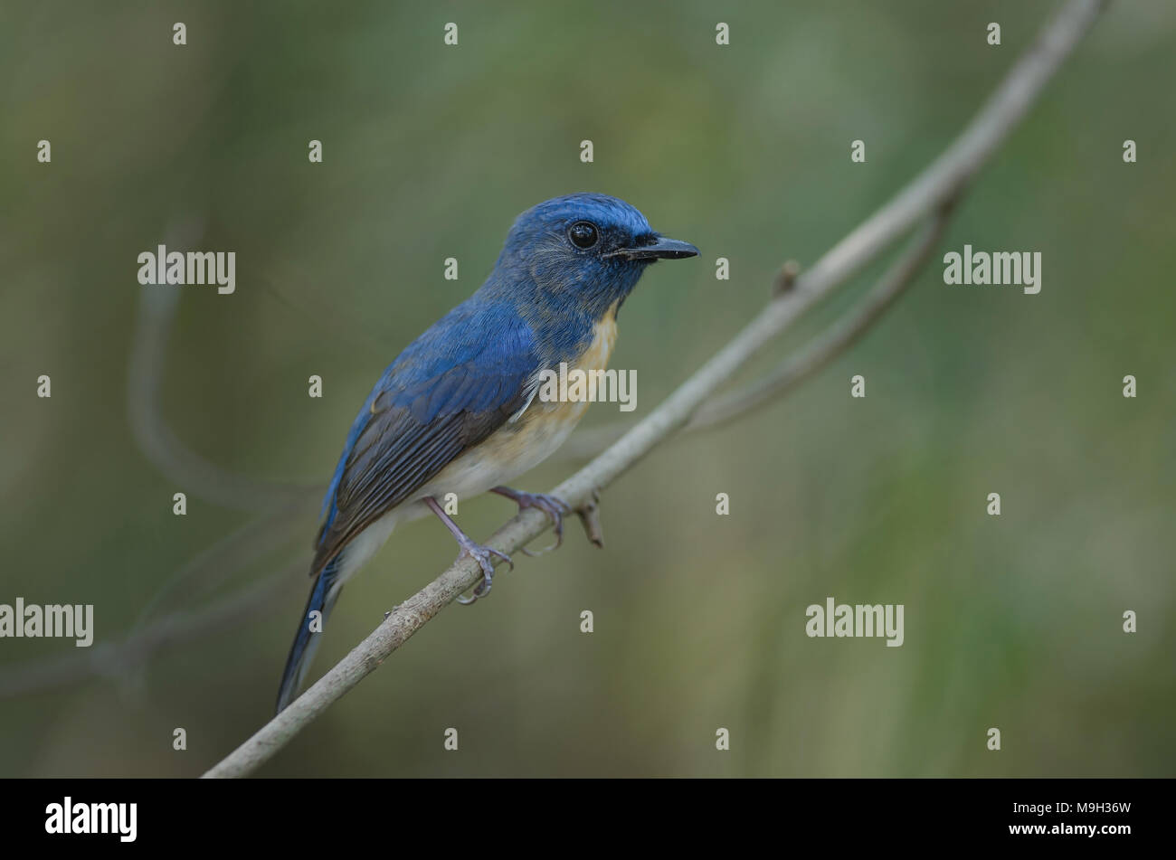 Blue-throated Blue Flycatcher (Cyornis rubeculoides) on a branch in ...