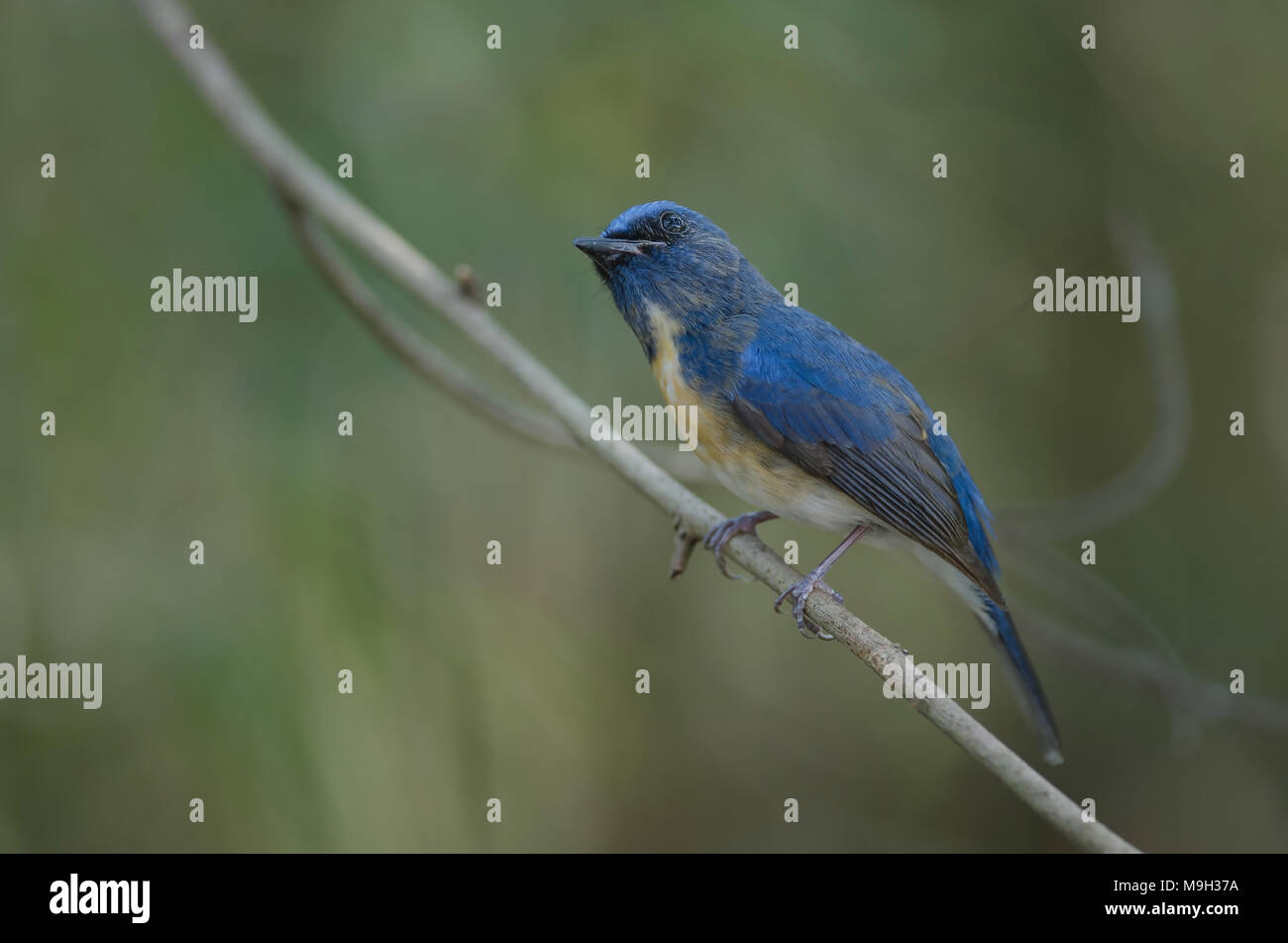 Blue-throated Blue Flycatcher (Cyornis rubeculoides) on a branch in ...