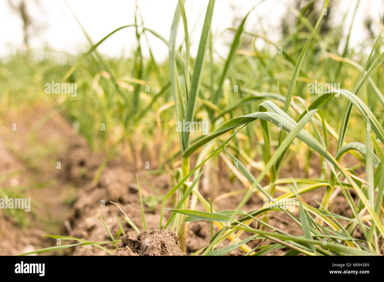 Garlic fresh stem field hi-res stock photography and images - Alamy