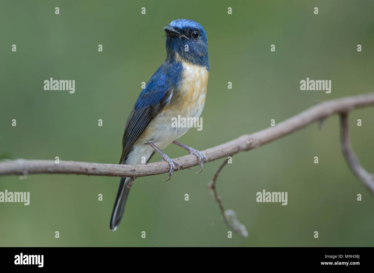 Blue-throated Blue Flycatcher (Cyornis rubeculoides) on a branch in ...