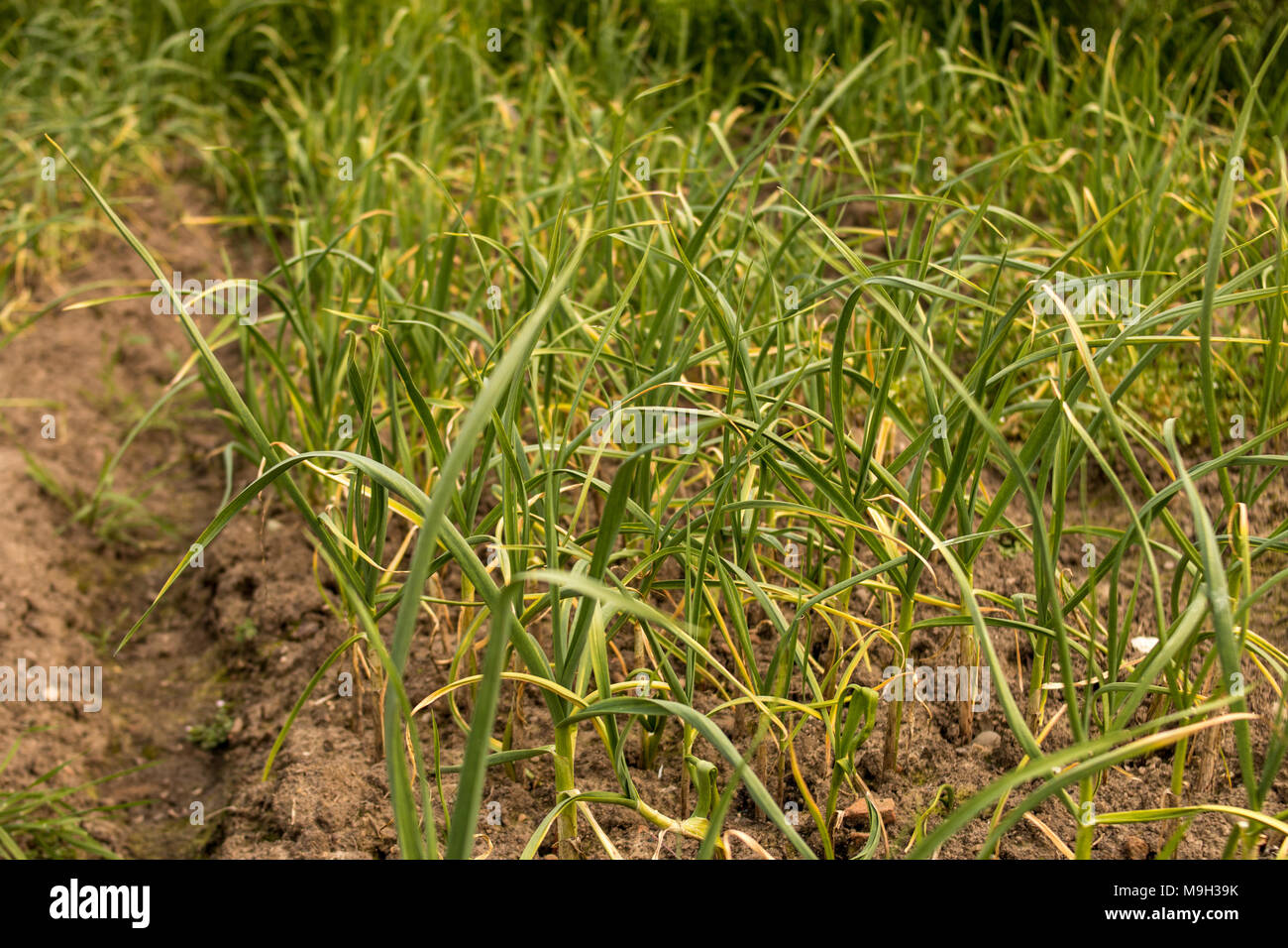 Garlic fresh stem field hi-res stock photography and images - Alamy