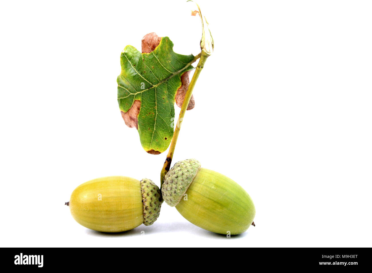 Picture of an acorn on a white background . autumn theme Stock Photo ...