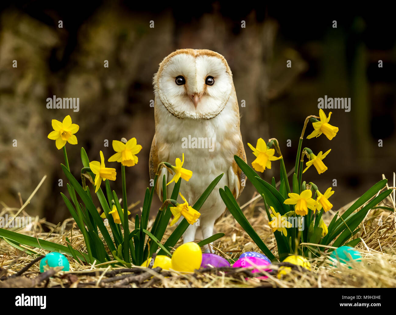 Barn Owl. Close up of a beautiful Barn Owl in Easter setting with ...