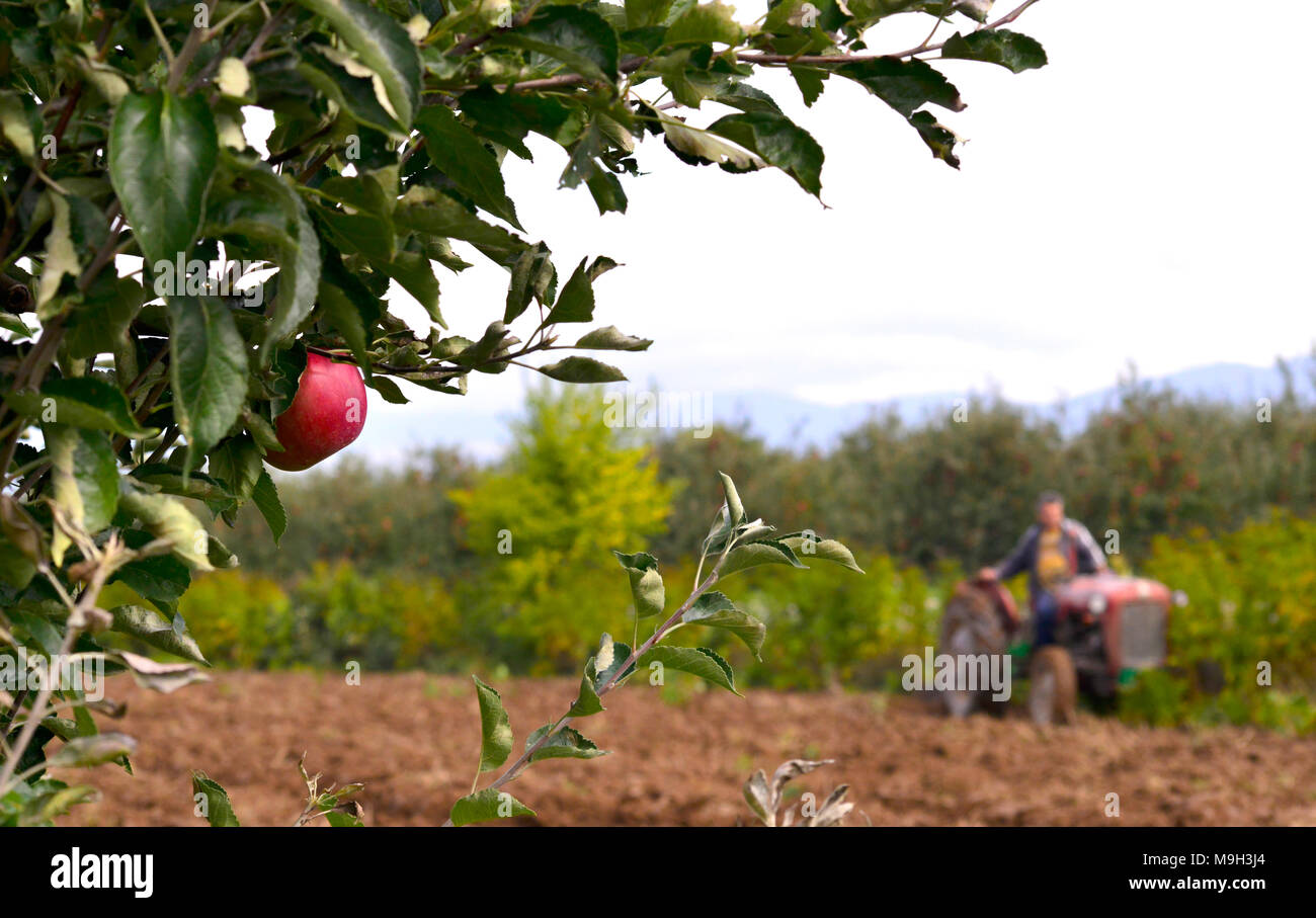 Picture of an Apple Orchard. apple harvesting Stock Photo - Alamy