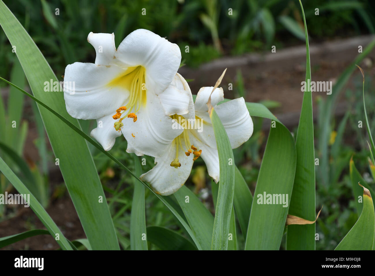 White lily flower (LAT. Lilium candidum) in summer morning Stock Photo ...