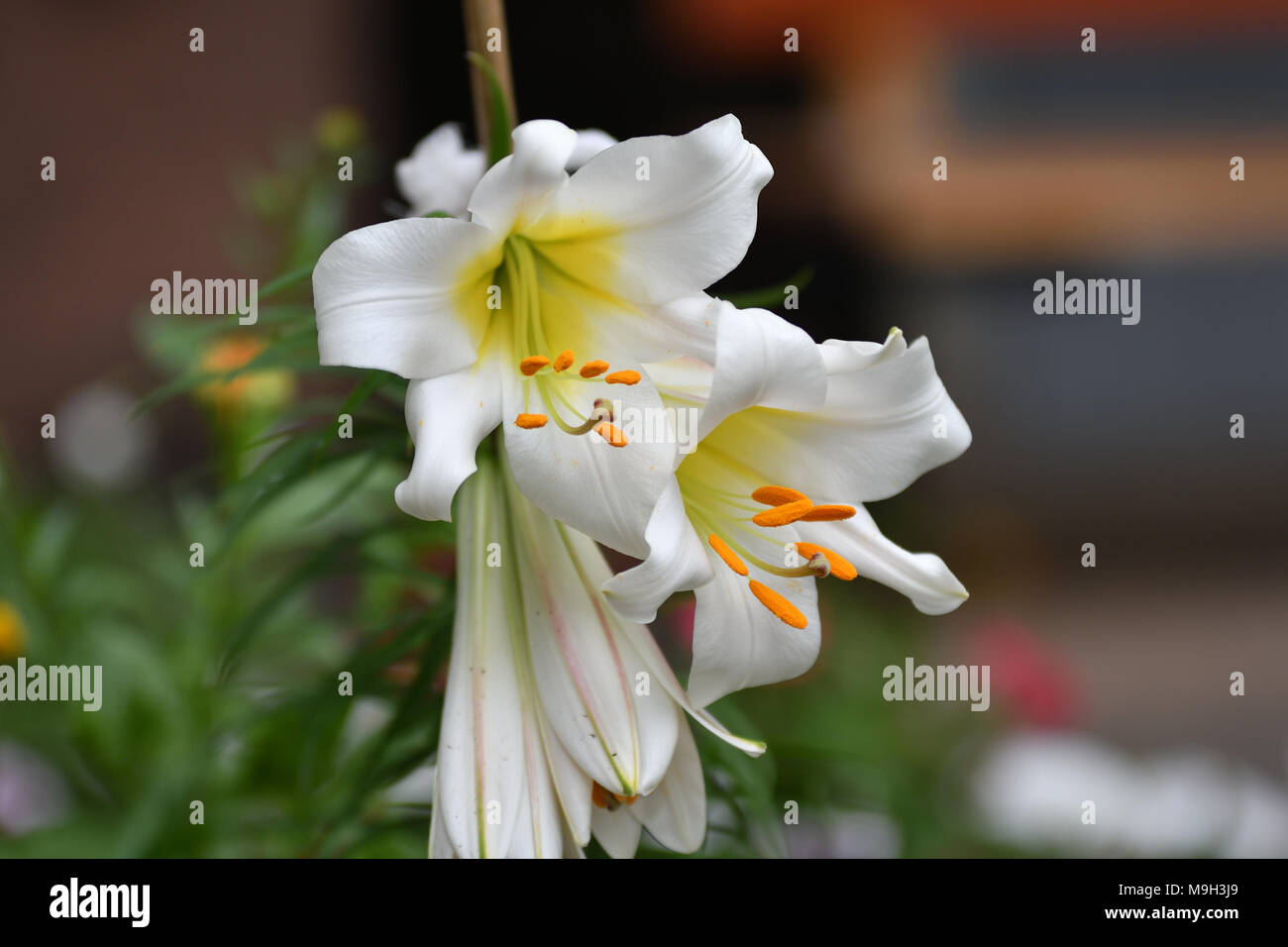 White lily flower (LAT. Lilium candidum) in summer morning Stock Photo ...