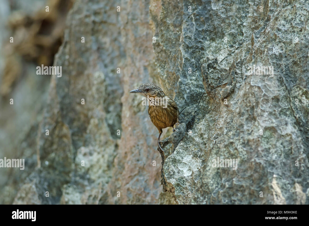 Limestone wren-babbler, Rufous Limestone-babbler (Turdinus calcicola ...