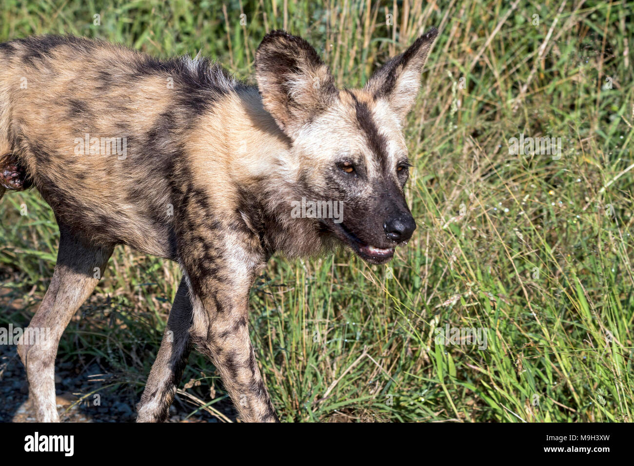 Close up of rare endangered African Painted wild dog walking on asphalt ...