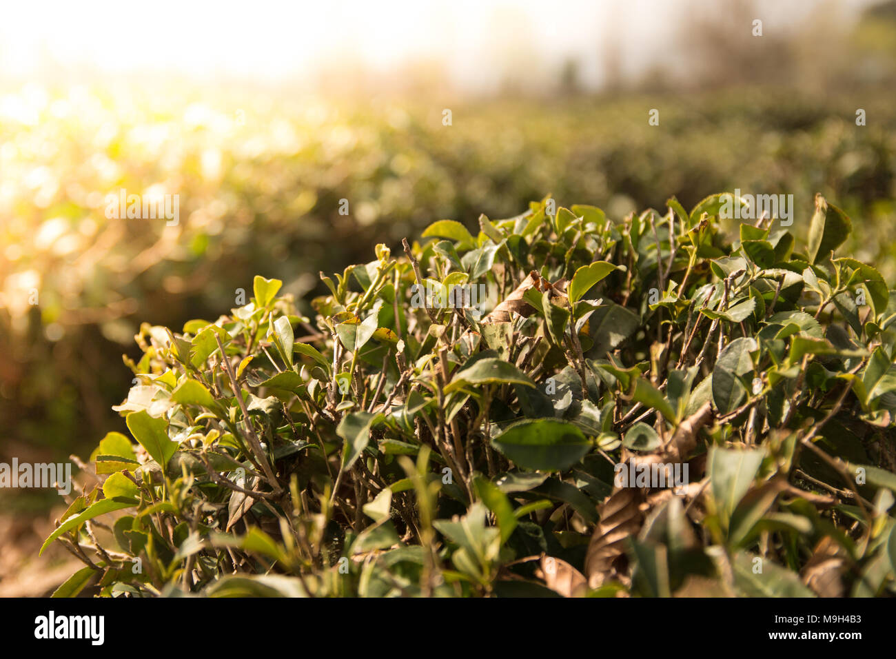 Green tea field with blue sky and morning sun light effect. Spring time ...