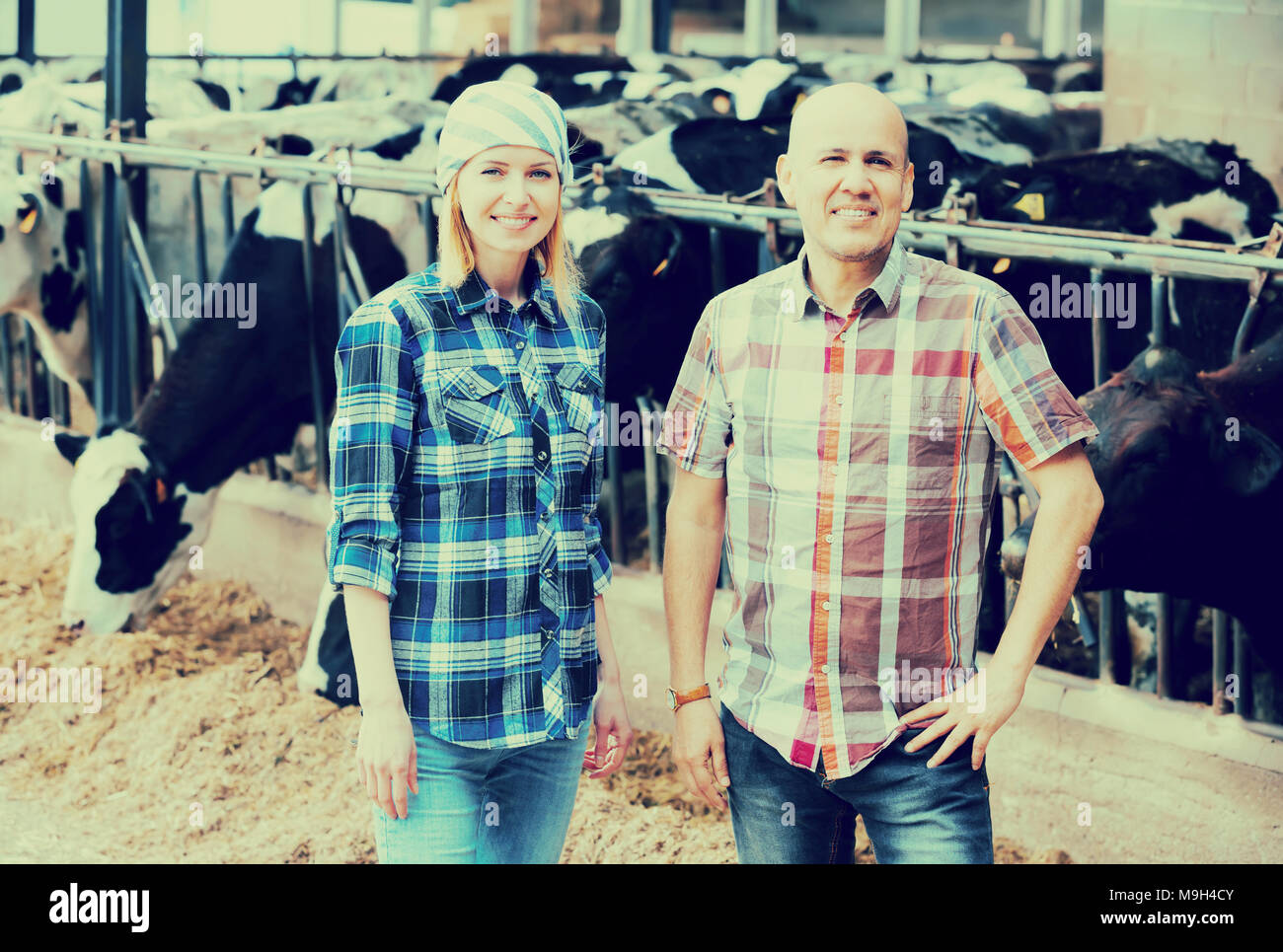 Smiling farm employees standing near cows in livestock barn Stock Photo ...