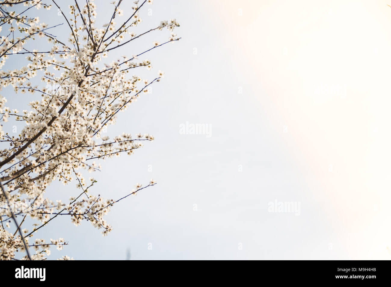 Empty apple tree hi-res stock photography and images - Alamy